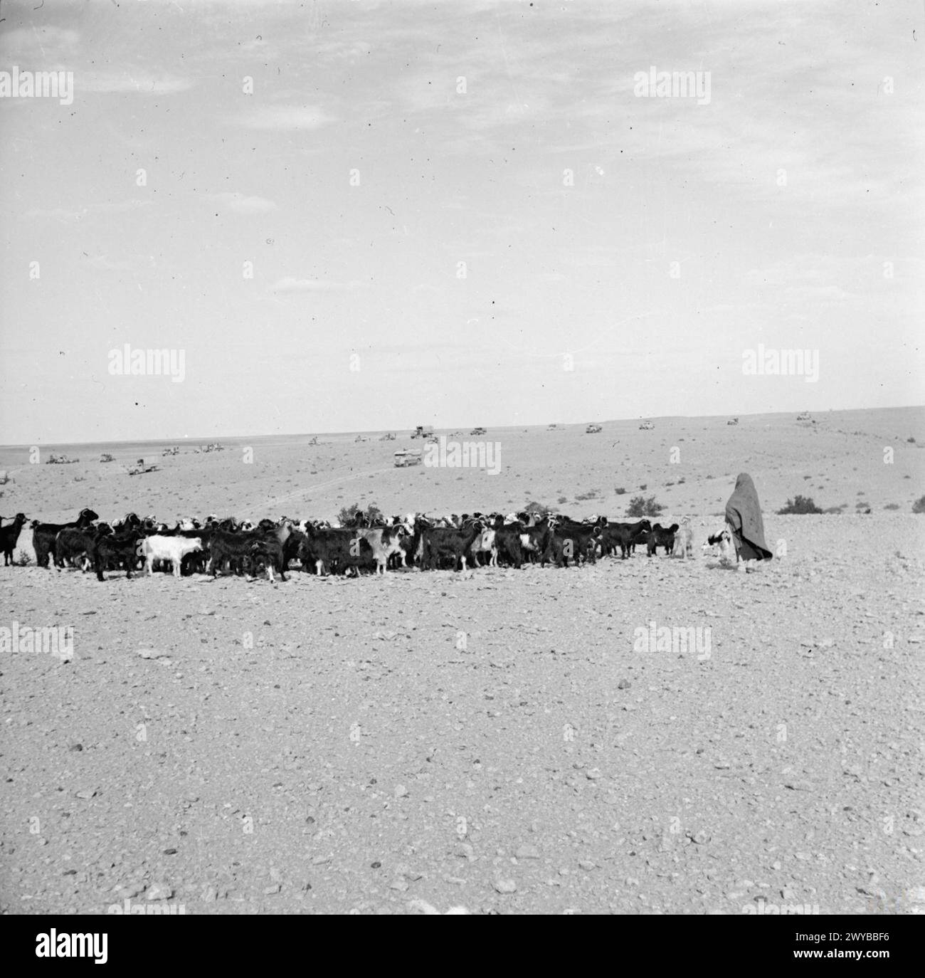 A goatherd observes the arrival of Eighth Army transport at Wadi Zem ...