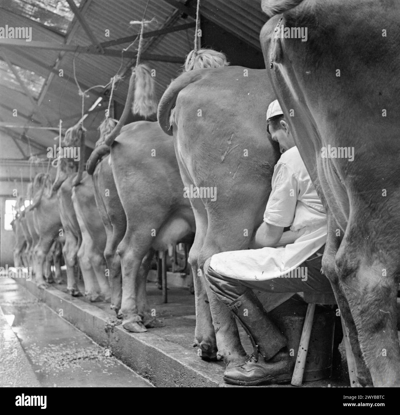 Dairy worker milks cows hi-res stock photography and images - Alamy
