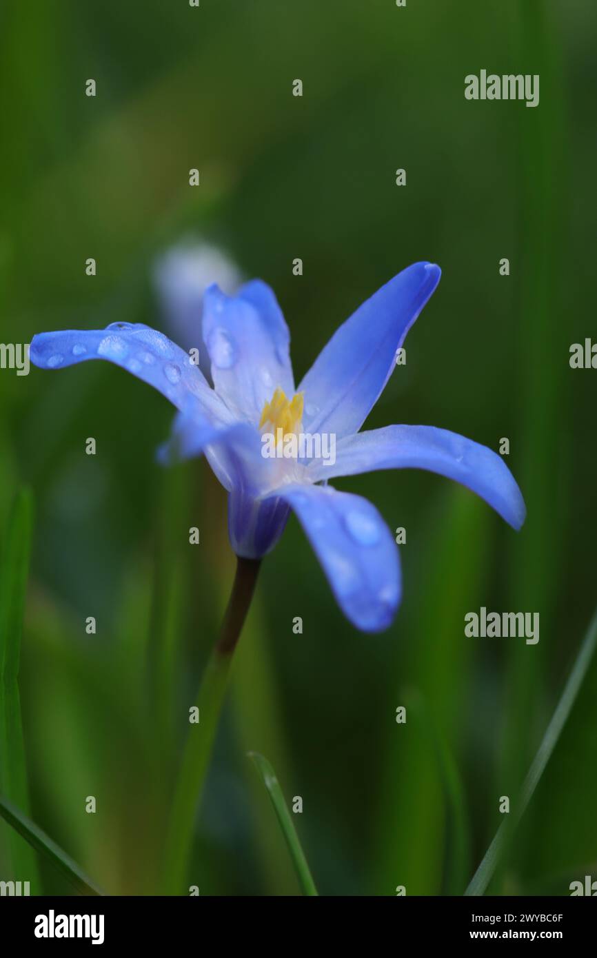 Scille a deux feuilles hi-res stock photography and images - Alamy