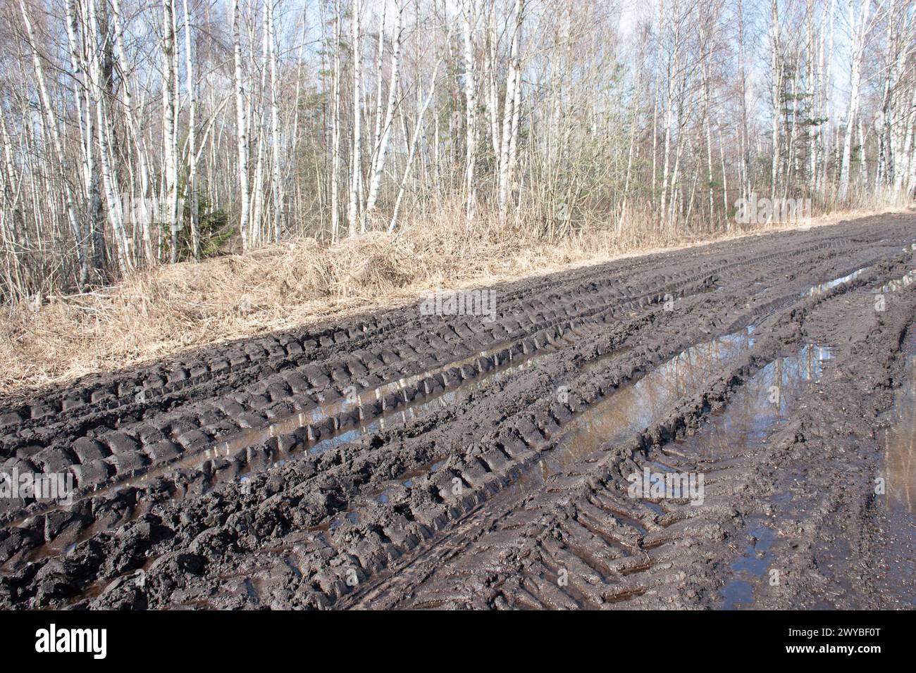 spring landscape with muddy swamp, forest road, spring, dirty wet road ...
