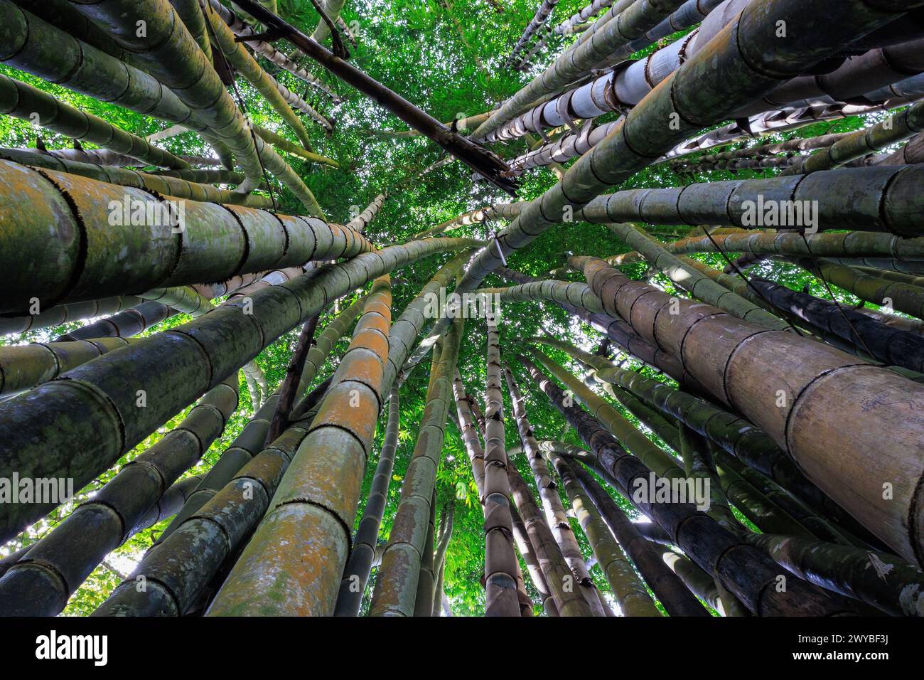 Big tree in bamboo grove hi-res stock photography and images - Alamy