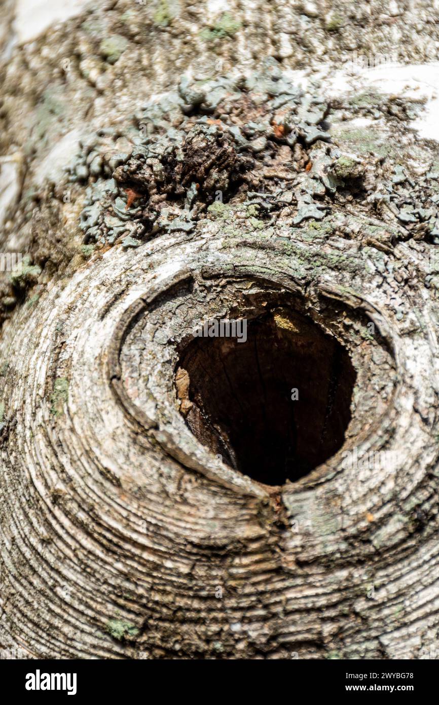 abstract tree growth, old tree trunk, nature prints on wood, spring ...