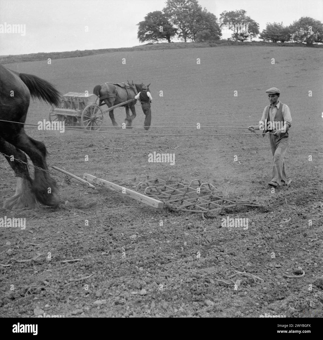 AGRICULTURE IN BRITAIN: LIFE ON MOUNT BARTON FARM, DEVON, ENGLAND, 1942 ...