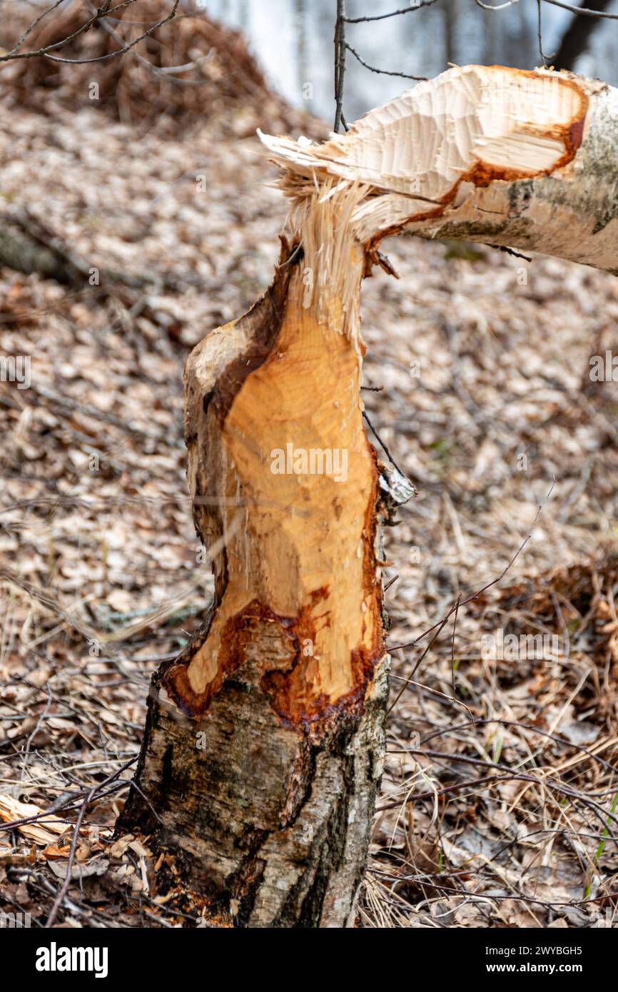 Forest growing around beavers, tree trunks felled by beavers, early spring season, beaver gnawed ...