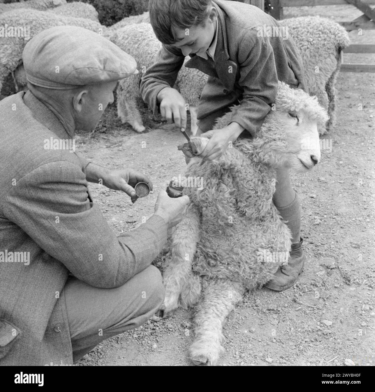 Colin Hoare treats a sheep for foot rot at Mount Barton Farm, Devon ...