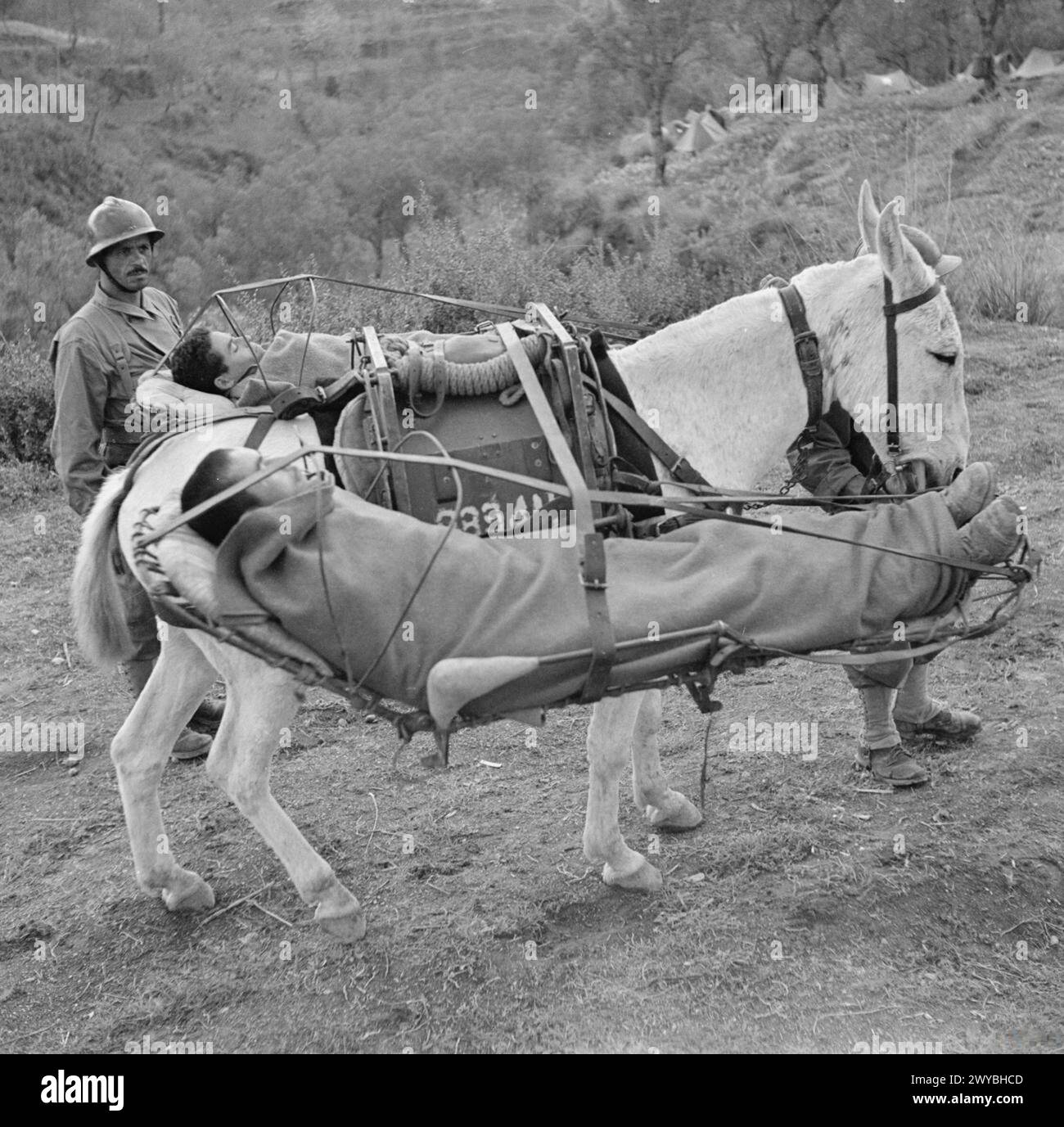 MULES CARRY WOUNDED AND SUPPLIES ON FIFTH ARMY MOUNTAIN FRONT - The ...