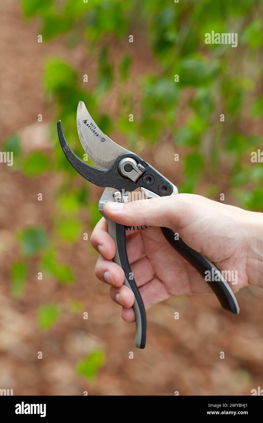 Hand showing use of secateurs hi-res stock photography and images - Alamy