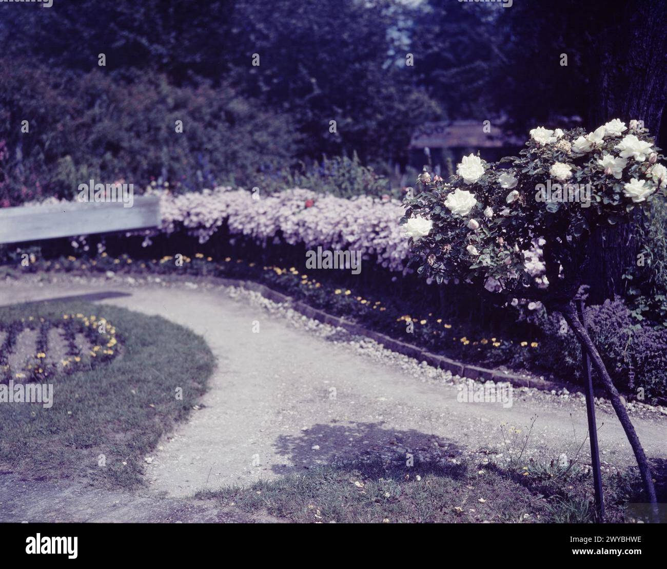 Rose bush and garden path photographed in an English garden by USAAF ...