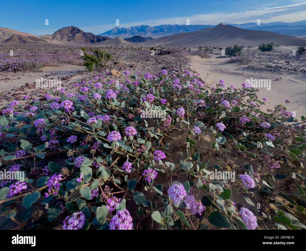 Superbloom of wildflowers at the spectacular Ibex sand dunes in Death ...