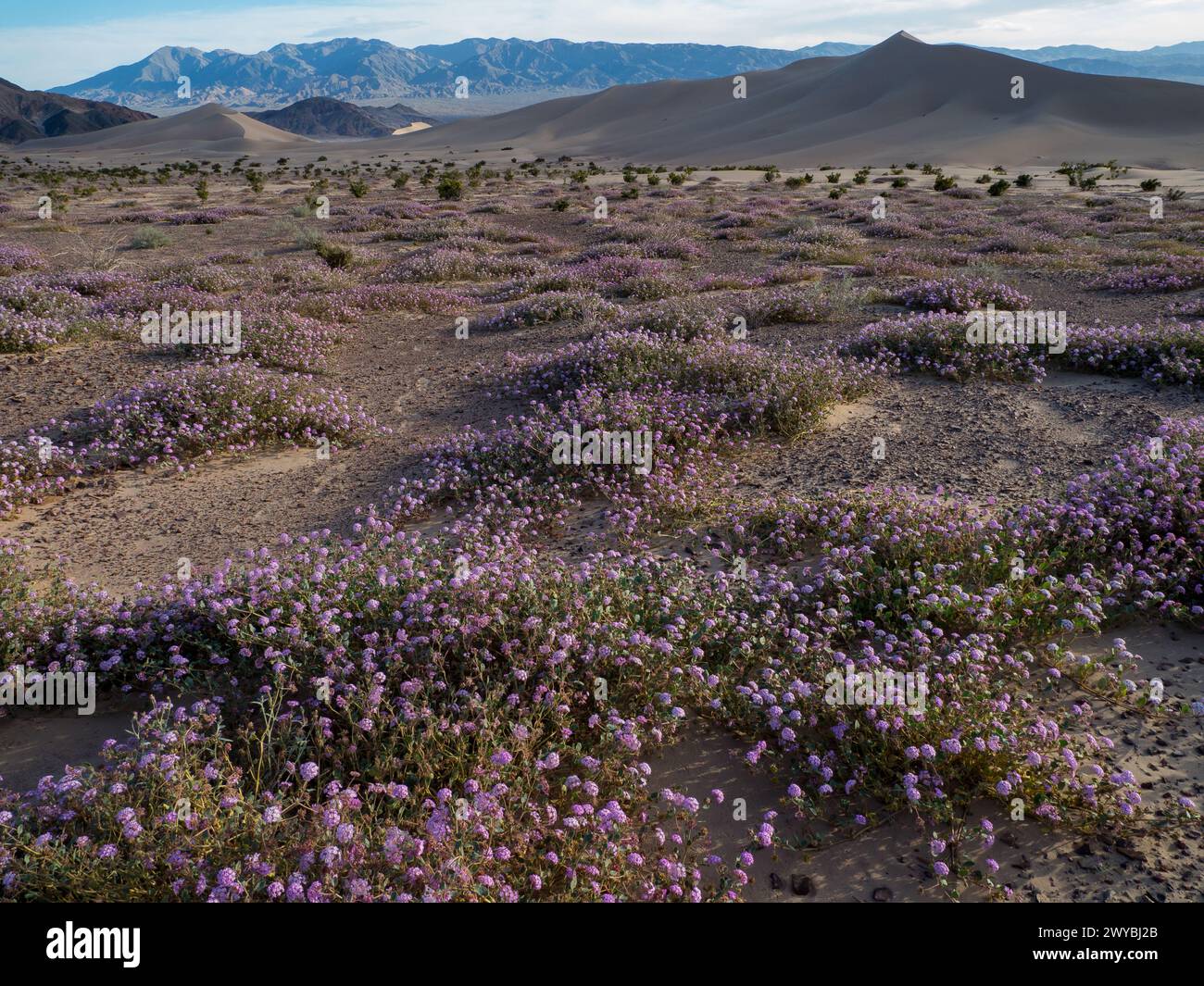 Superbloom of wildflowers at the spectacular Ibex sand dunes in Death ...