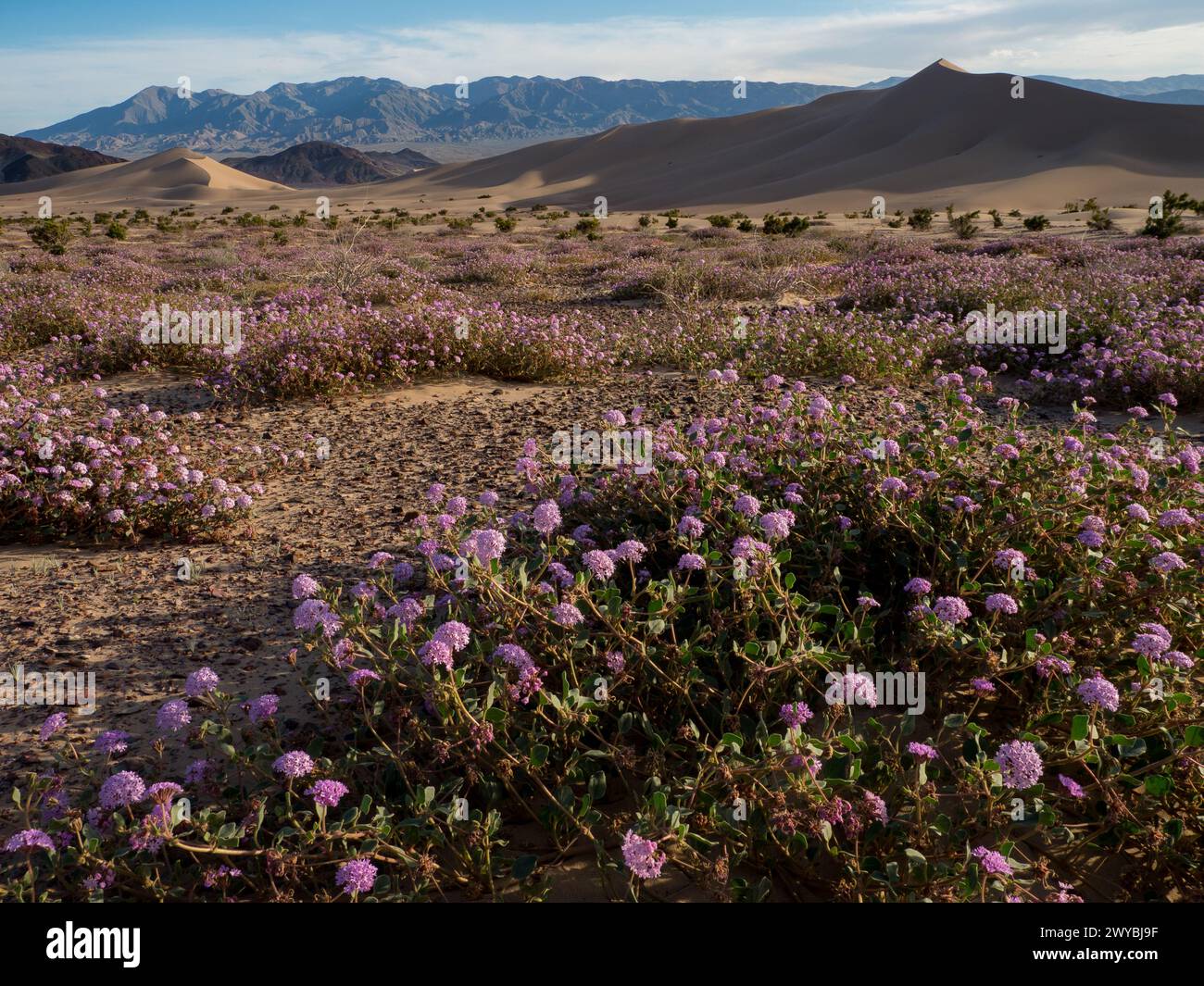 Superbloom of wildflowers at the spectacular Ibex sand dunes in Death ...