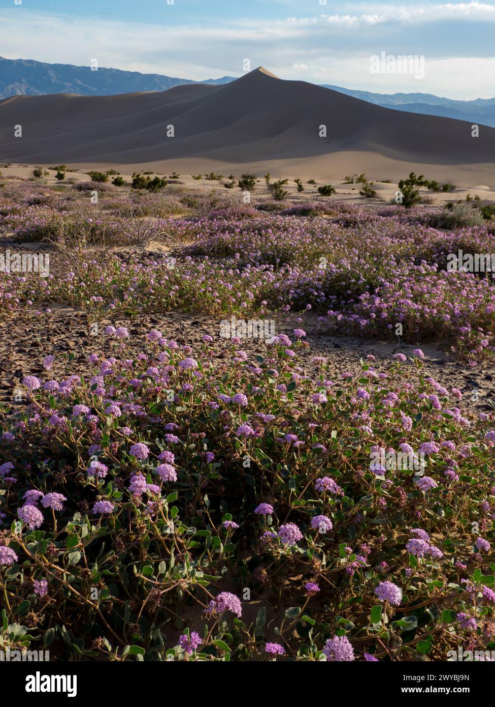 Superbloom of wildflowers at the spectacular Ibex sand dunes in Death ...