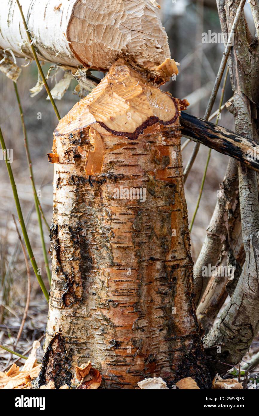 Forest growing around beavers, tree trunks felled by beavers, early ...