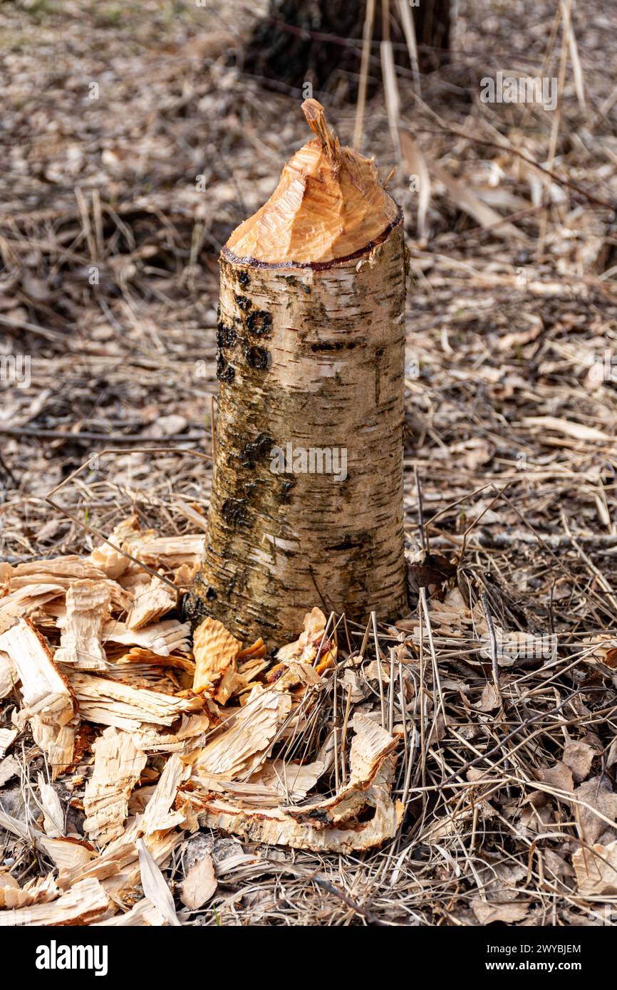 Forest growing around beavers, tree trunks felled by beavers, early ...