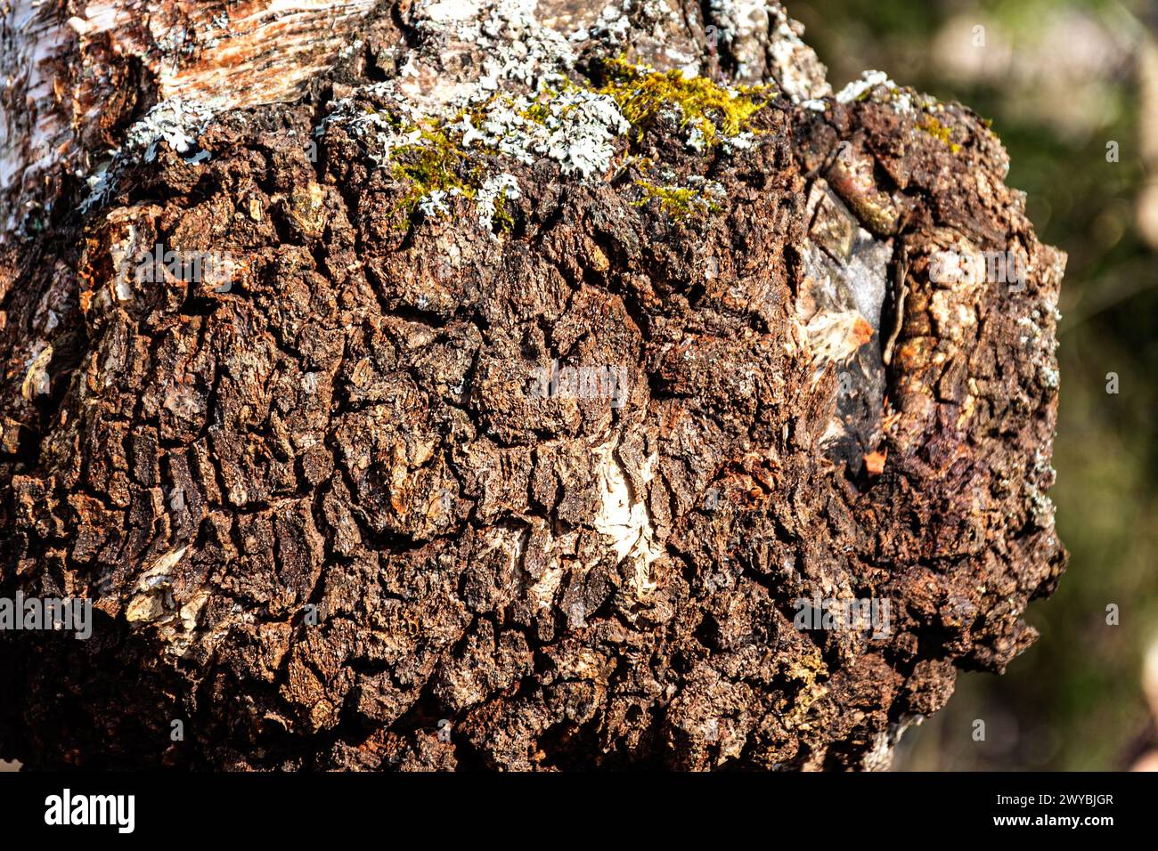 Chaga mushroom growing on a Birch Tree, mushroom chaga black birch ...