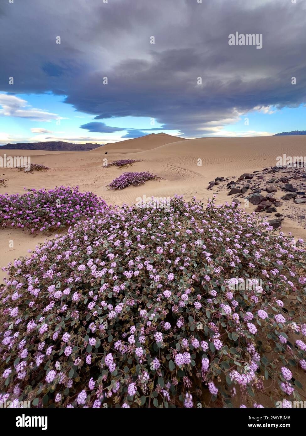 Superbloom of wildflowers at the spectacular Ibex sand dunes in Death ...