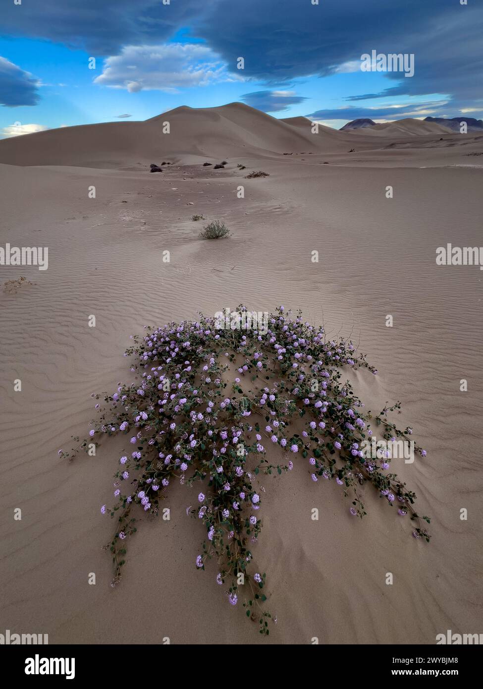 Superbloom of wildflowers at the spectacular Ibex sand dunes in Death ...