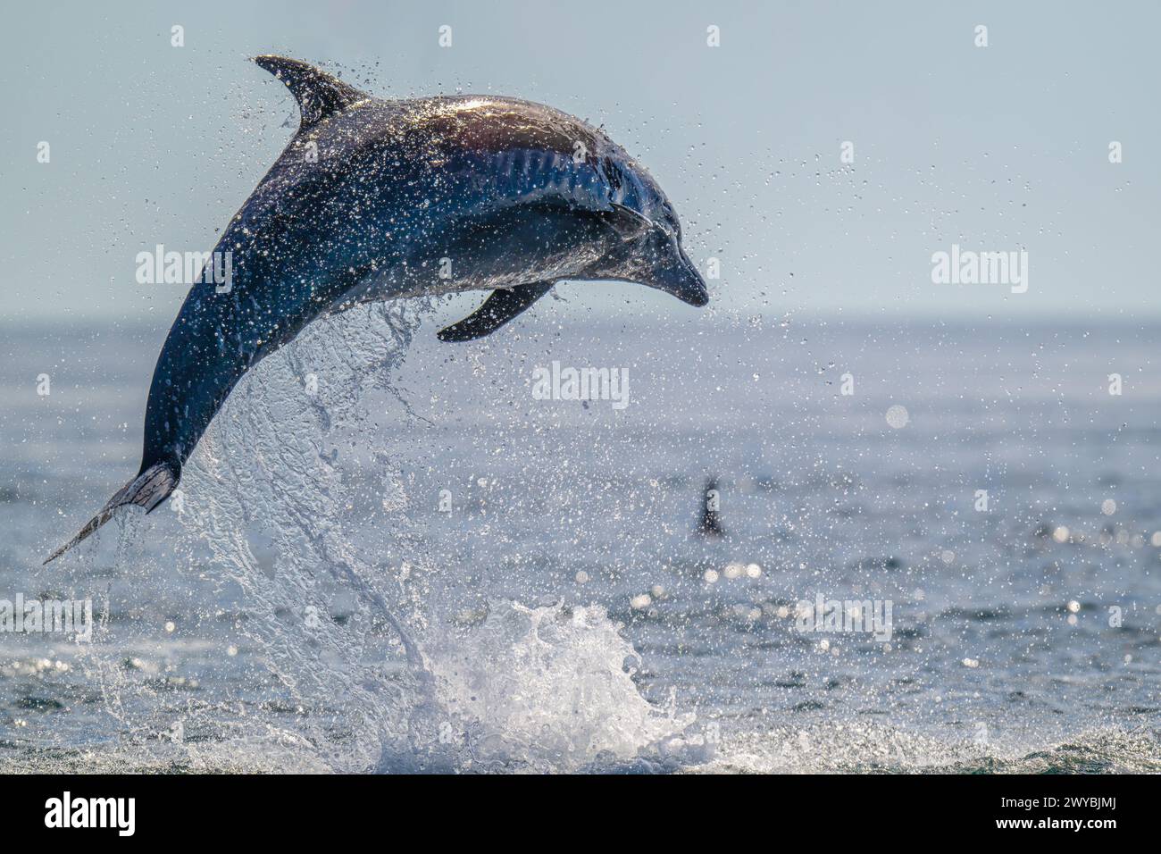 A Bottlenose dolphin (Tursiops truncatus) leaping out of the water near Baja California Sur ...