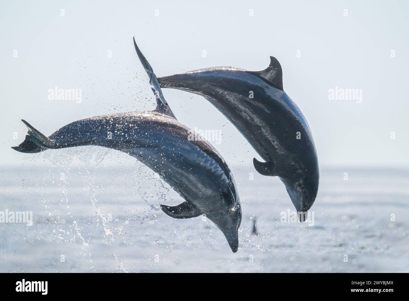 A Bottlenose dolphin (Tursiops truncatus) leaping out of the water near Baja California Sur ...