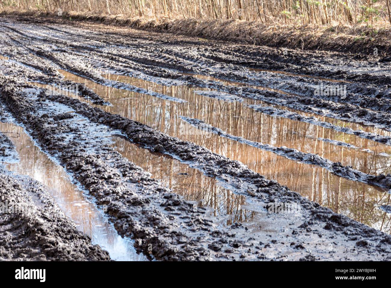 spring landscape with muddy swamp, forest road, spring, dirty wet road ...