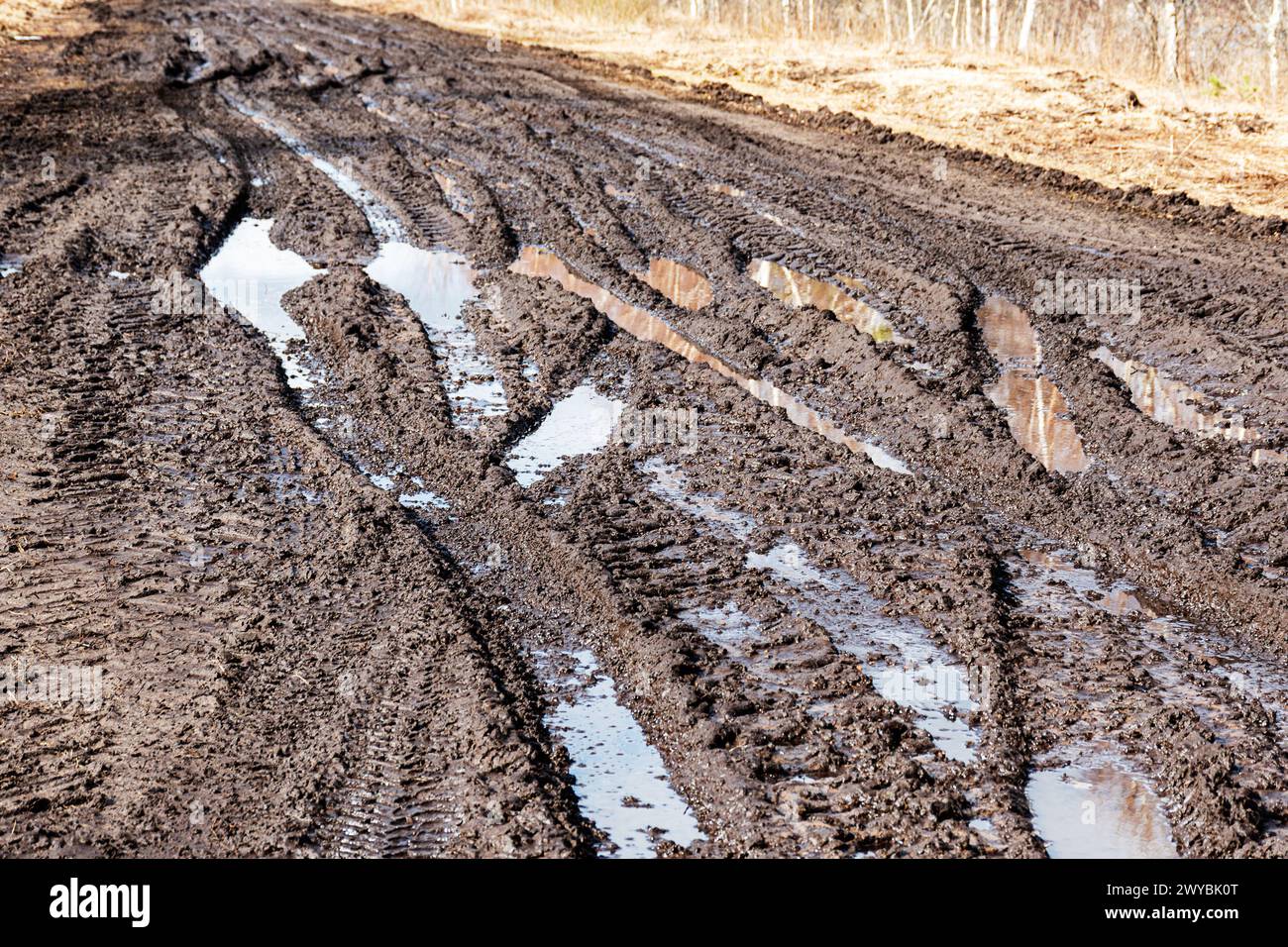 spring landscape with muddy swamp, forest road, spring, dirty wet road ...