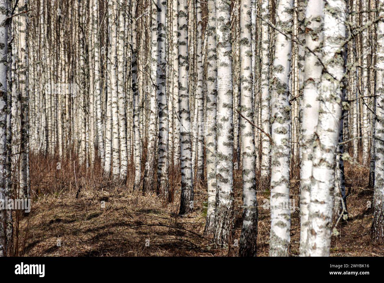 spring landscape with white birch trunks, trees without leaves in ...