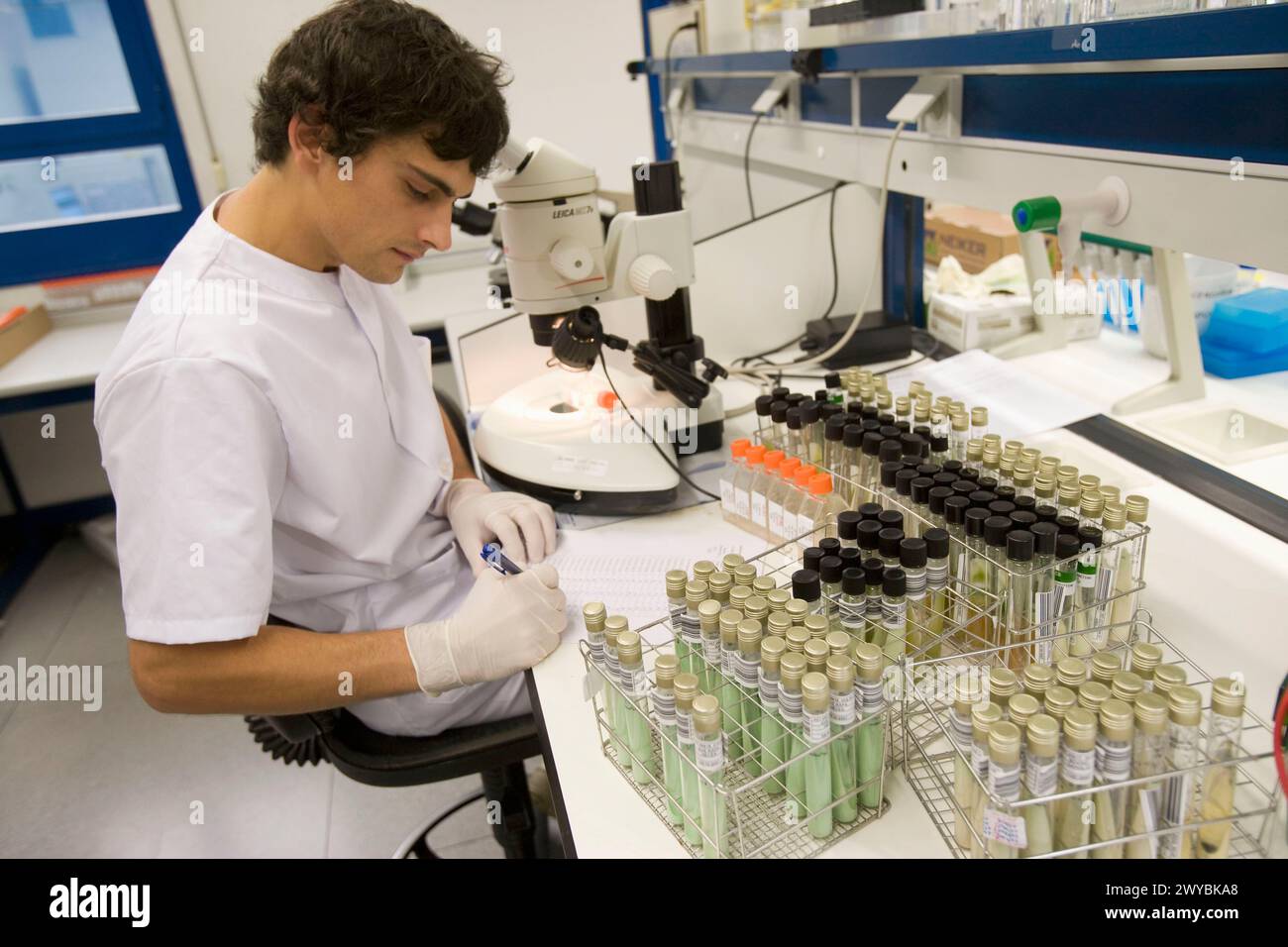 Examining bacteria cultures in solid media, Laboratory of Bacteriology ...