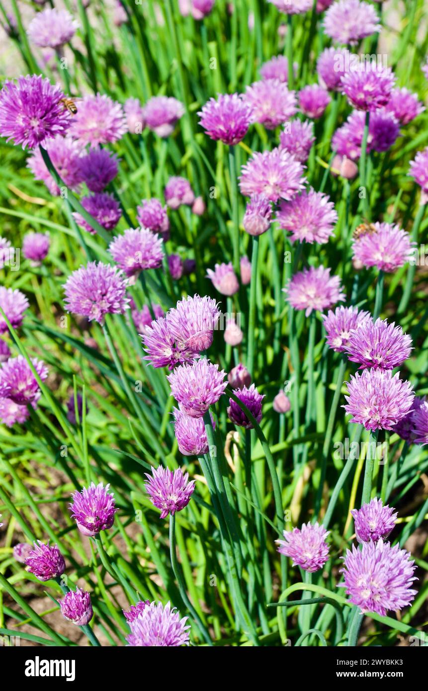 Purple chives onion flowers hi-res stock photography and images - Alamy