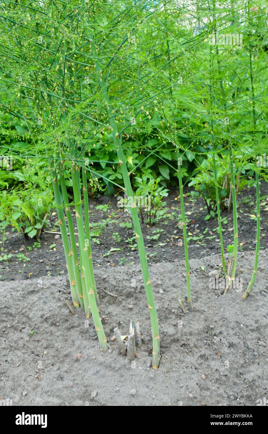 Asparagus plants in front of other plants in a vegetable patch in a ...