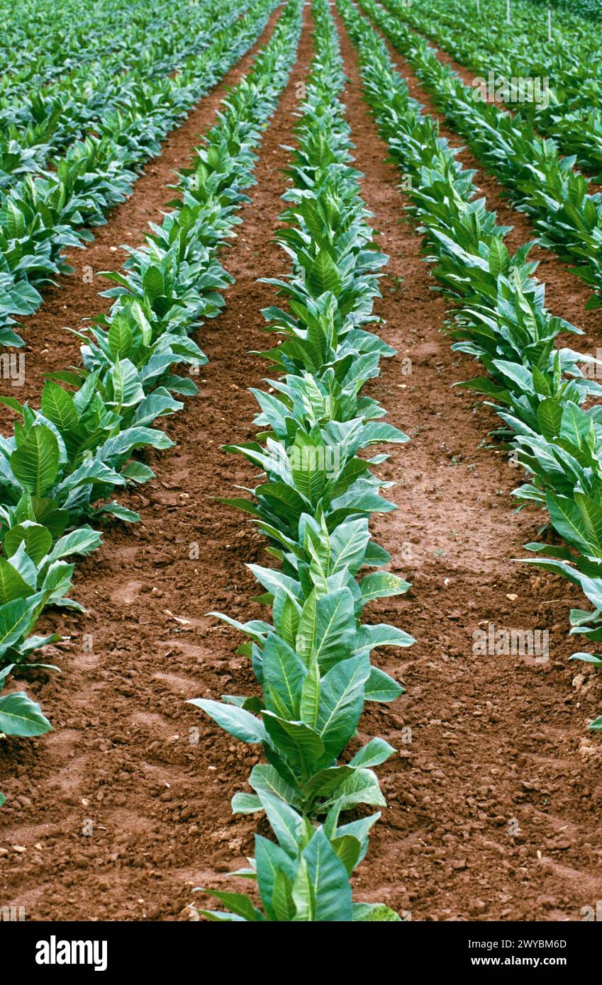 Tobbaco hi-res stock photography and images - Alamy