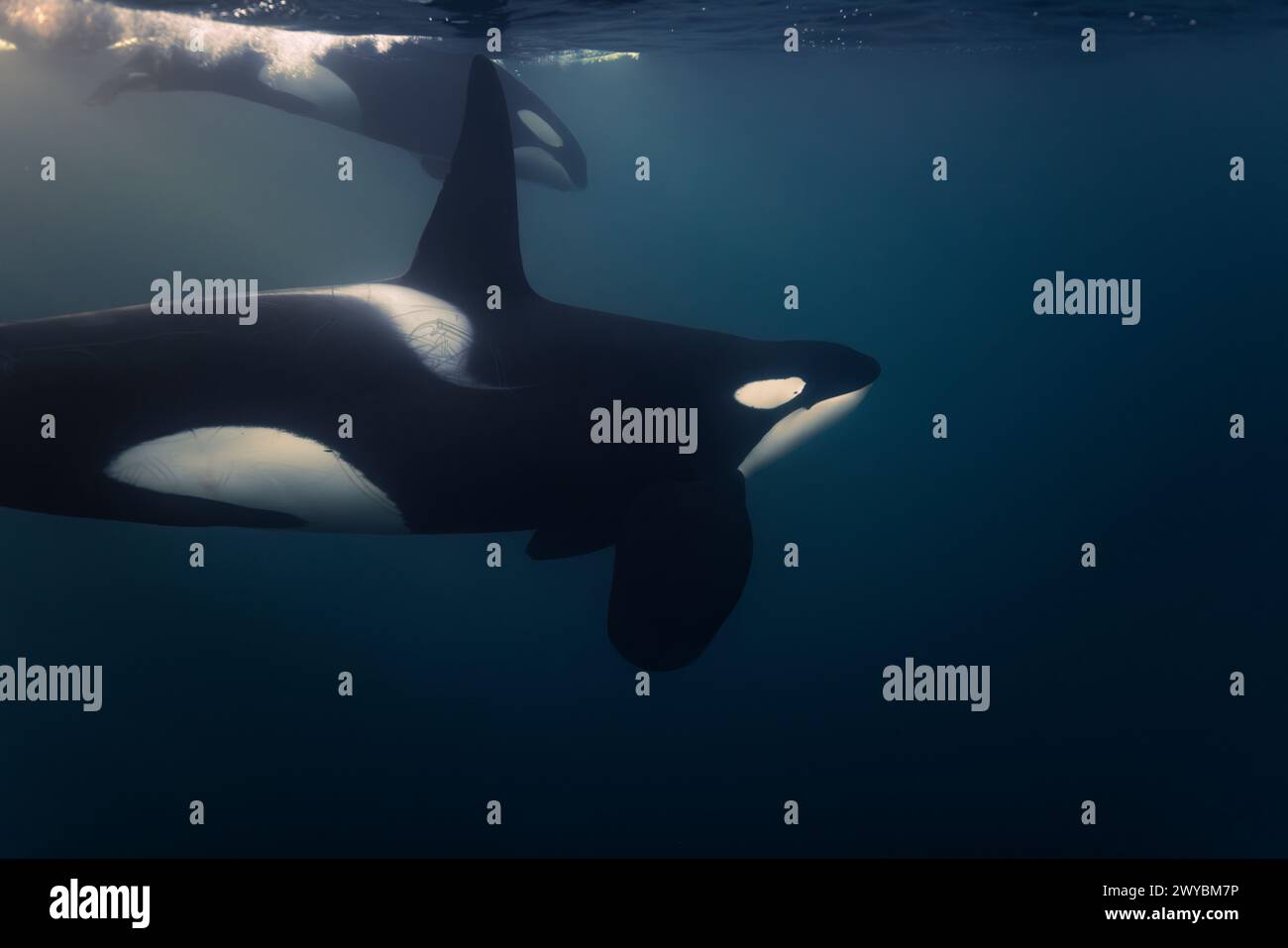 Orca (killer whale) swimming in the dark blue waters near Tromso ...