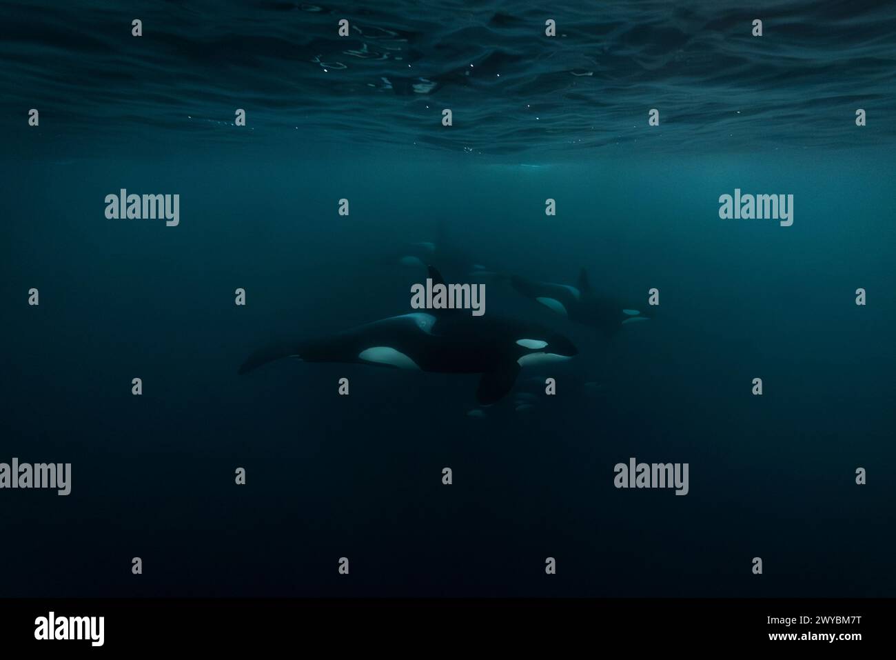 Orca (killer whale) swimming in the dark blue waters near Tromso ...