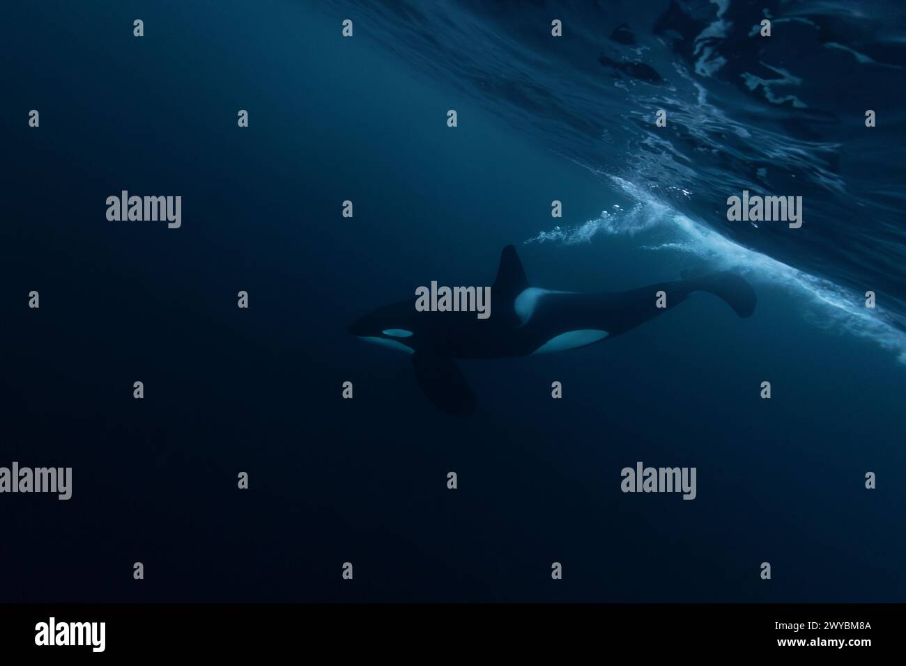 Orca (killer whale) swimming in the dark blue waters near Tromso ...