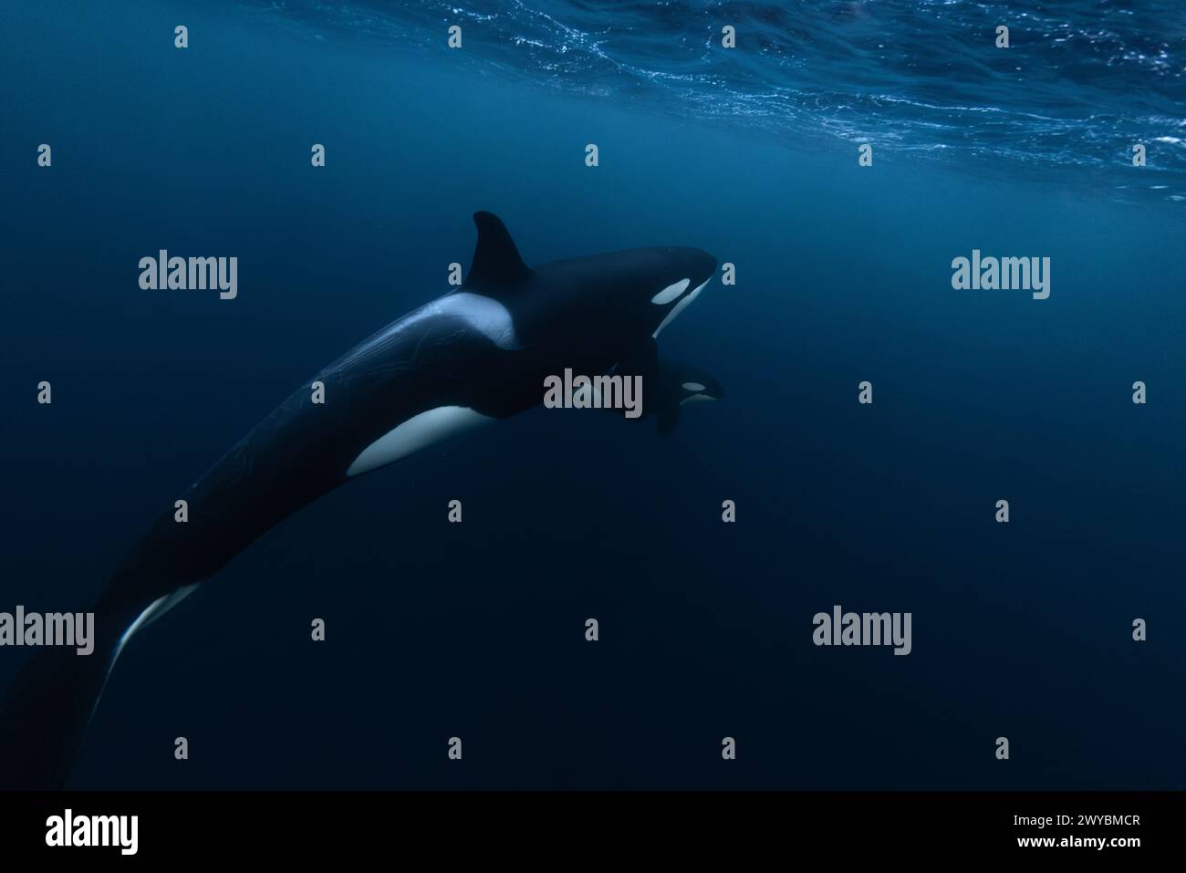 Orca (killer whale) swimming in the dark blue waters near Tromso ...