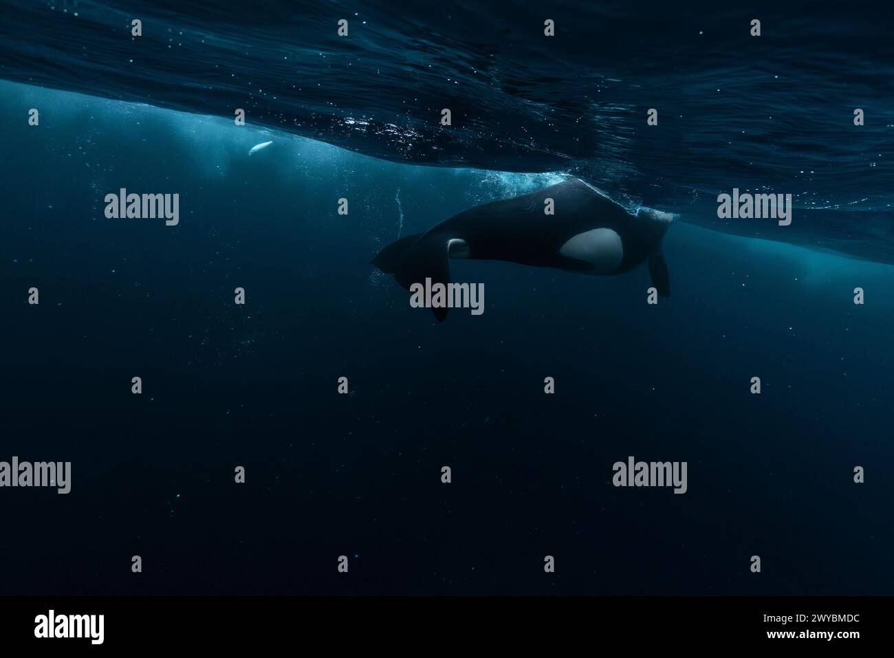 Orca (killer whale) swimming in the dark blue waters near Tromso ...