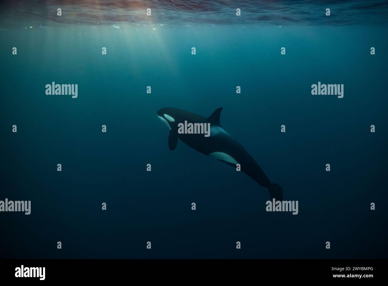Orca (killer whale) swimming and looking up towards a flash of sunlight ...