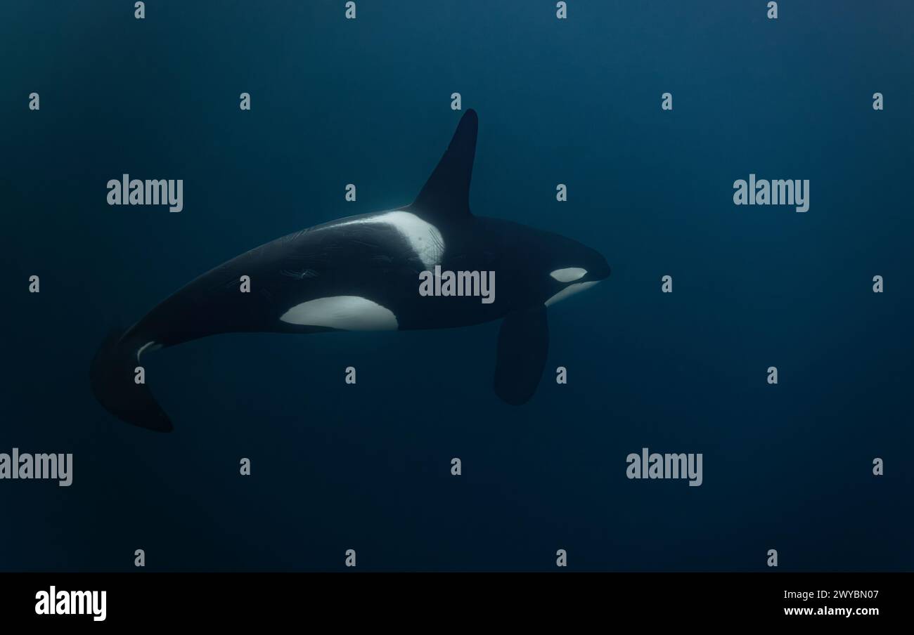 Orca (killer whale) swimming in the dark blue waters near Tromso ...