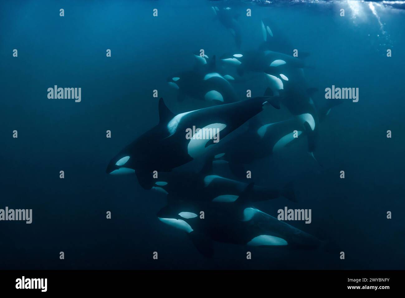 Orca (killer whale) swimming in the dark blue waters near Tromso ...