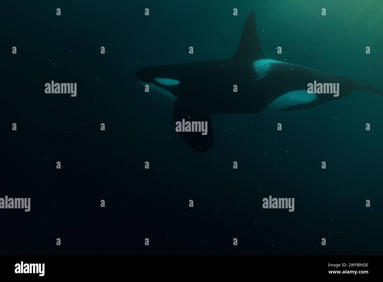 Orca (killer whale) swimming in the dark blue waters near Tromso ...