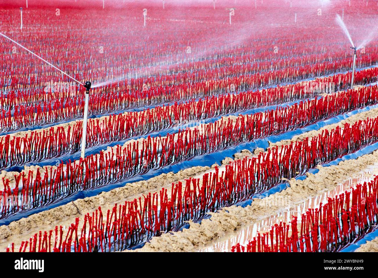 Nursery of vine grafts, irrigation. Legaria, Loquiz near Estella ...