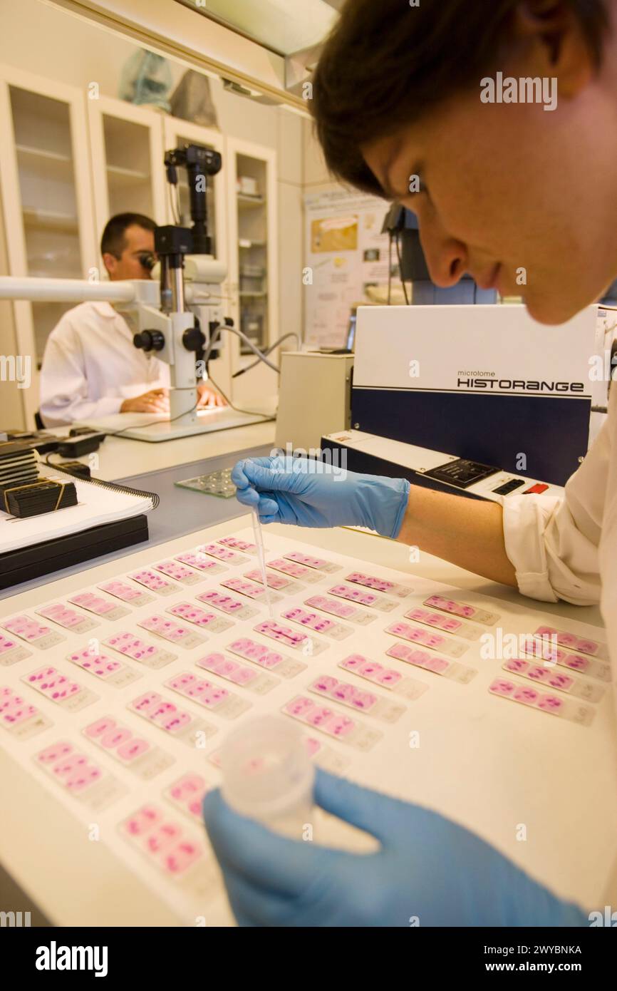 Male gonads hi-res stock photography and images - Alamy