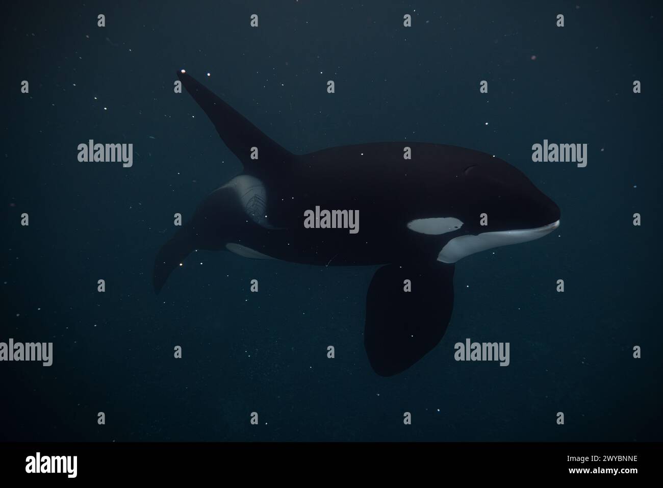 Orca (killer whale) swimming in the dark blue waters near Tromso ...