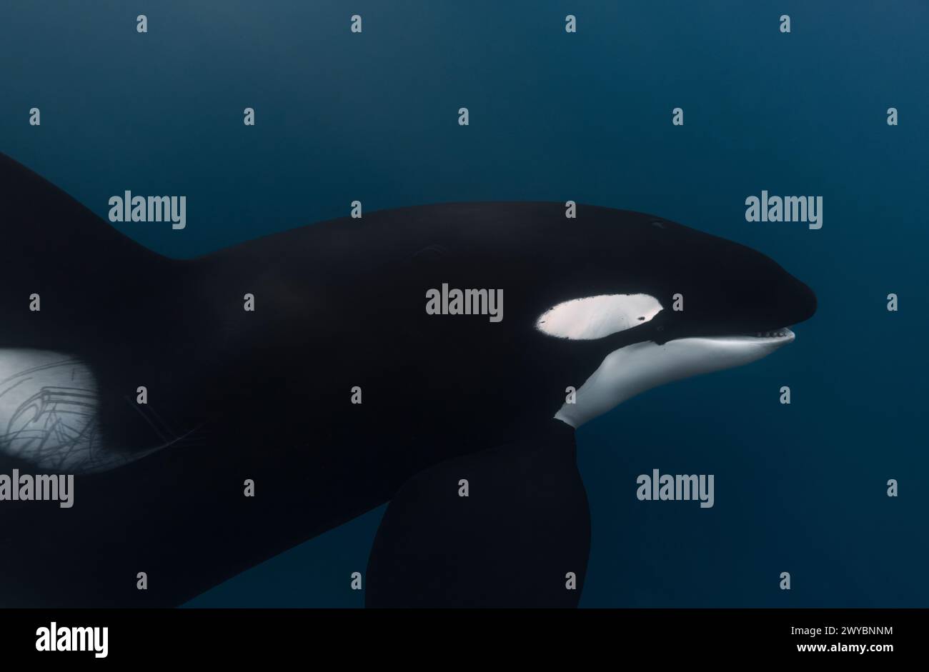 Orca (killer whale) swimming in the dark blue waters near Tromso ...