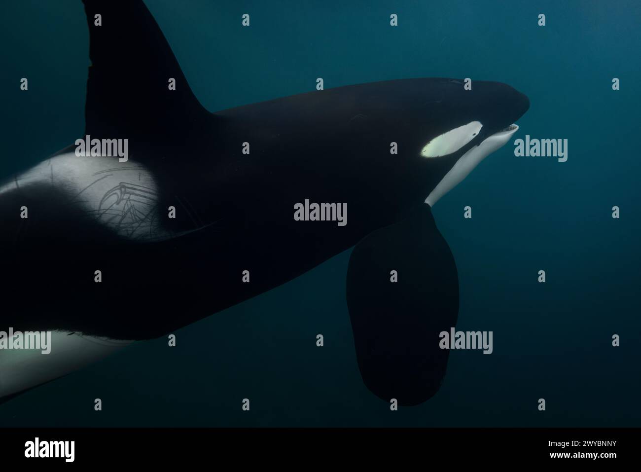 Orca (killer whale) swimming in the dark blue waters near Tromso ...