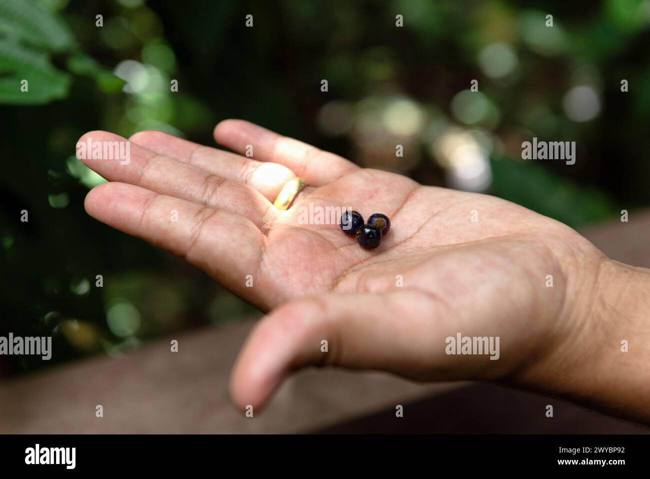 Fruits of Pixirica Stock Photo - Alamy