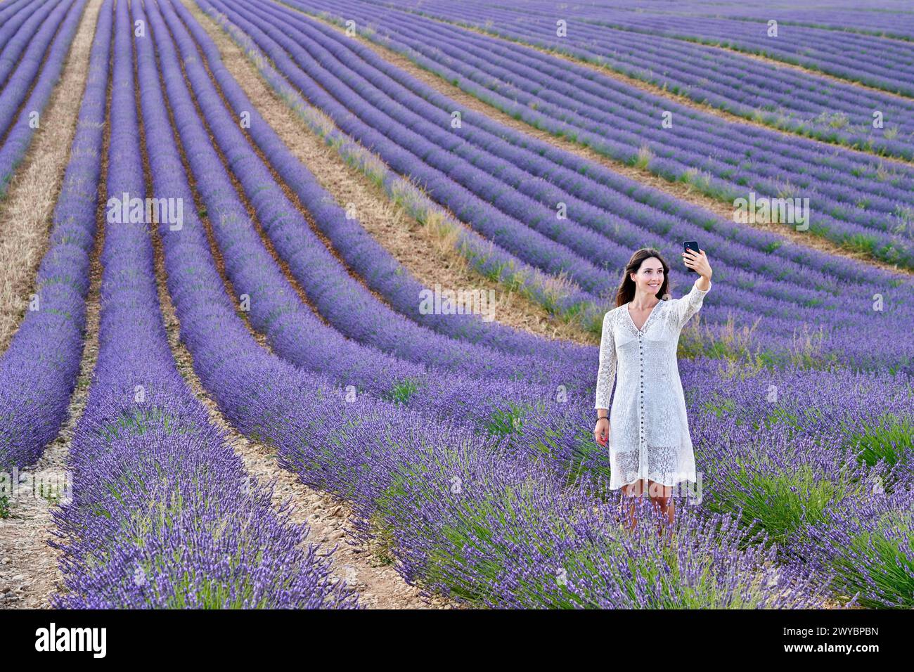 Cultivo de Lavanda, Lavanda en flor, Valensole, Alpes-de-Haute-Provence ...