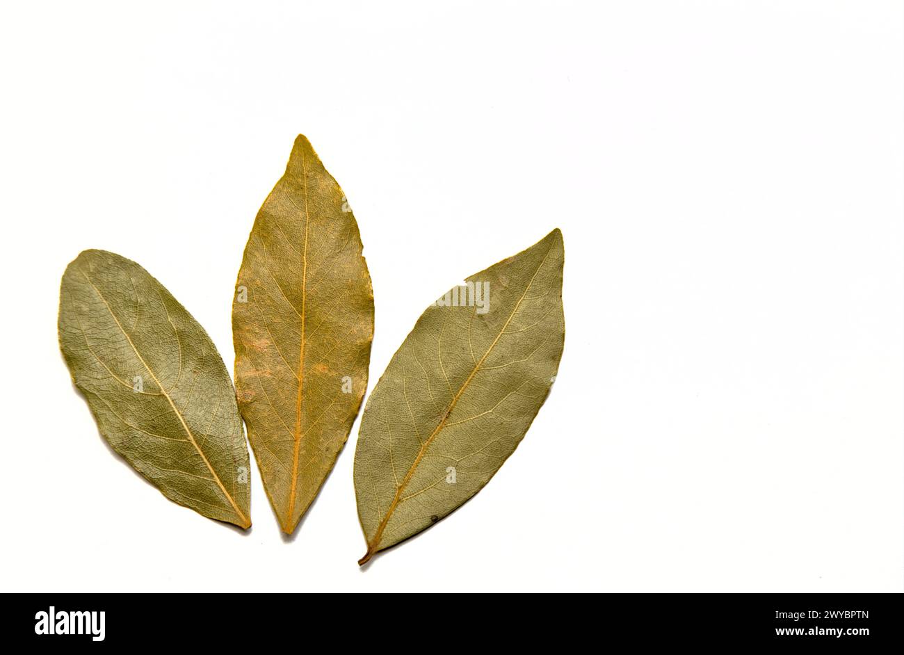 bay leaves (set of 3) isolated on a white background (spices for ...