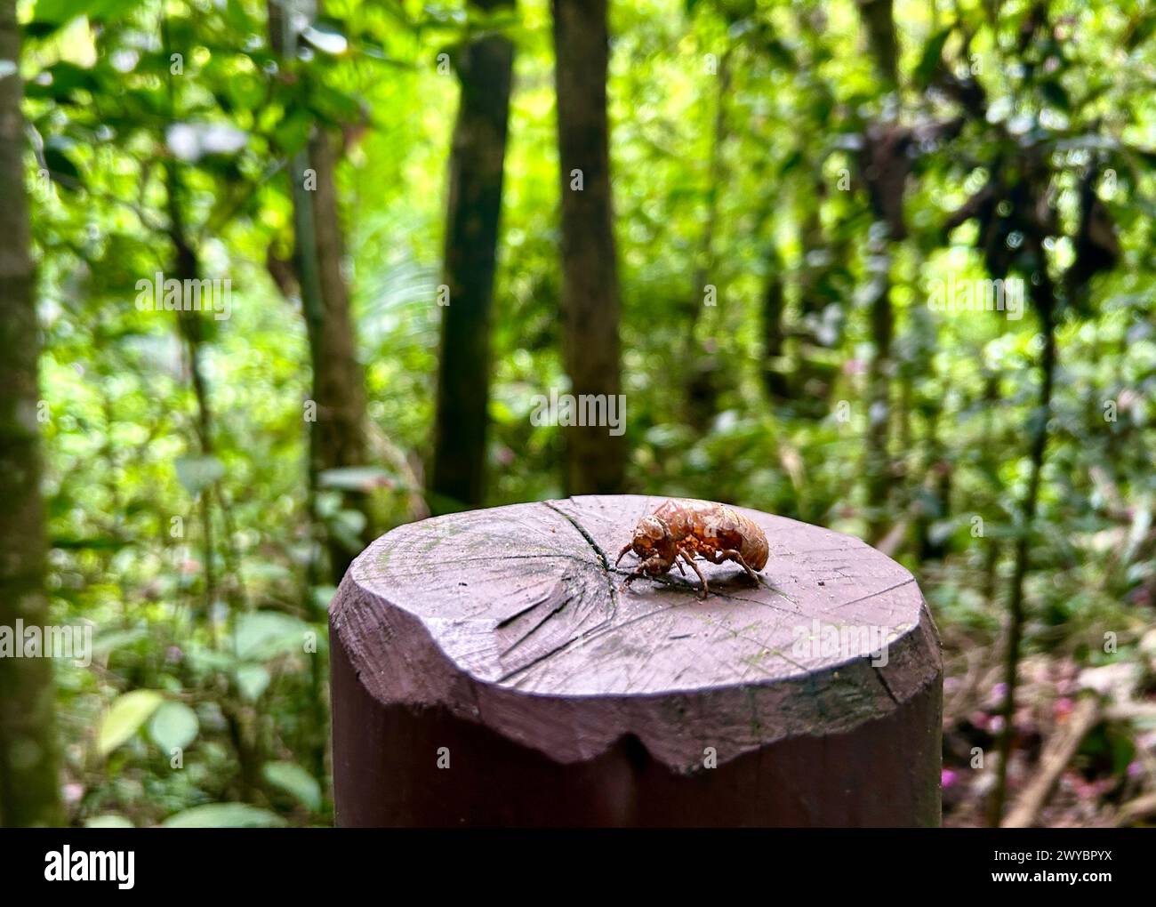 Animal exoskeleton hi-res stock photography and images - Alamy