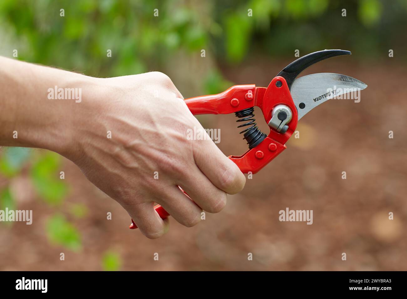 Hand showing use of secateurs hi-res stock photography and images - Alamy