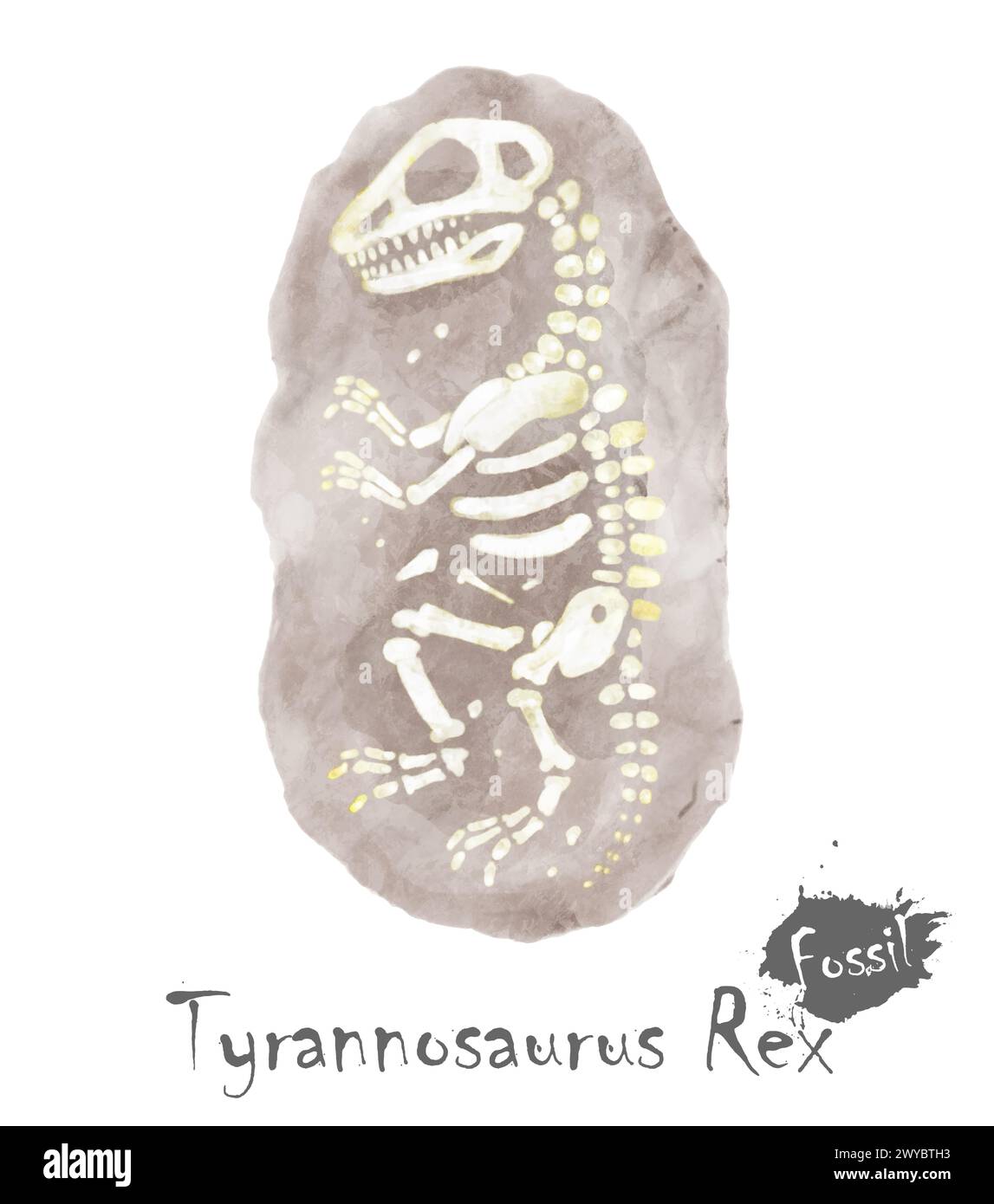 Fossil of Tyrannosaurus rex dinosaur in rock . Watercolor paint design . Vector Stock Vector ...
